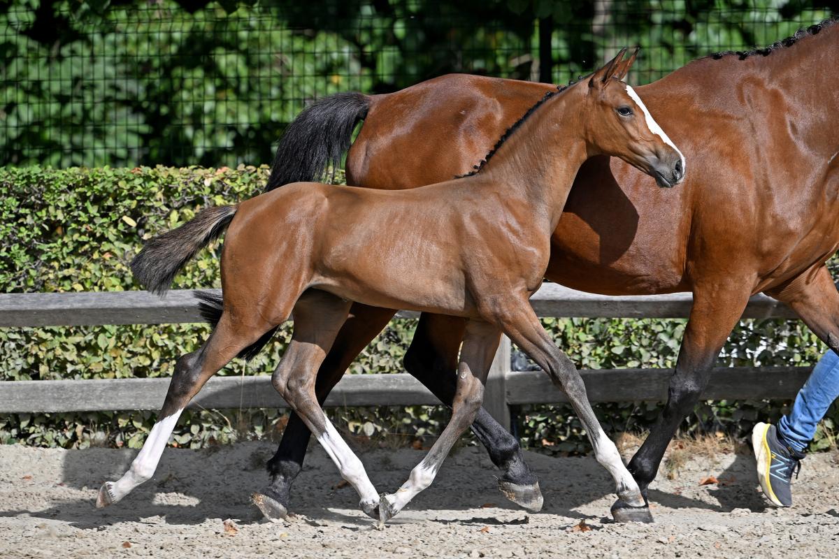 Holy moly van overis z (heartbreaker x cardento) | Flanders Foal Auction