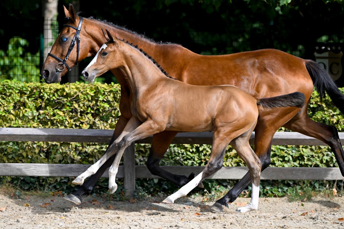 Holy moly van overis z (heartbreaker x cardento) | Flanders Foal Auction